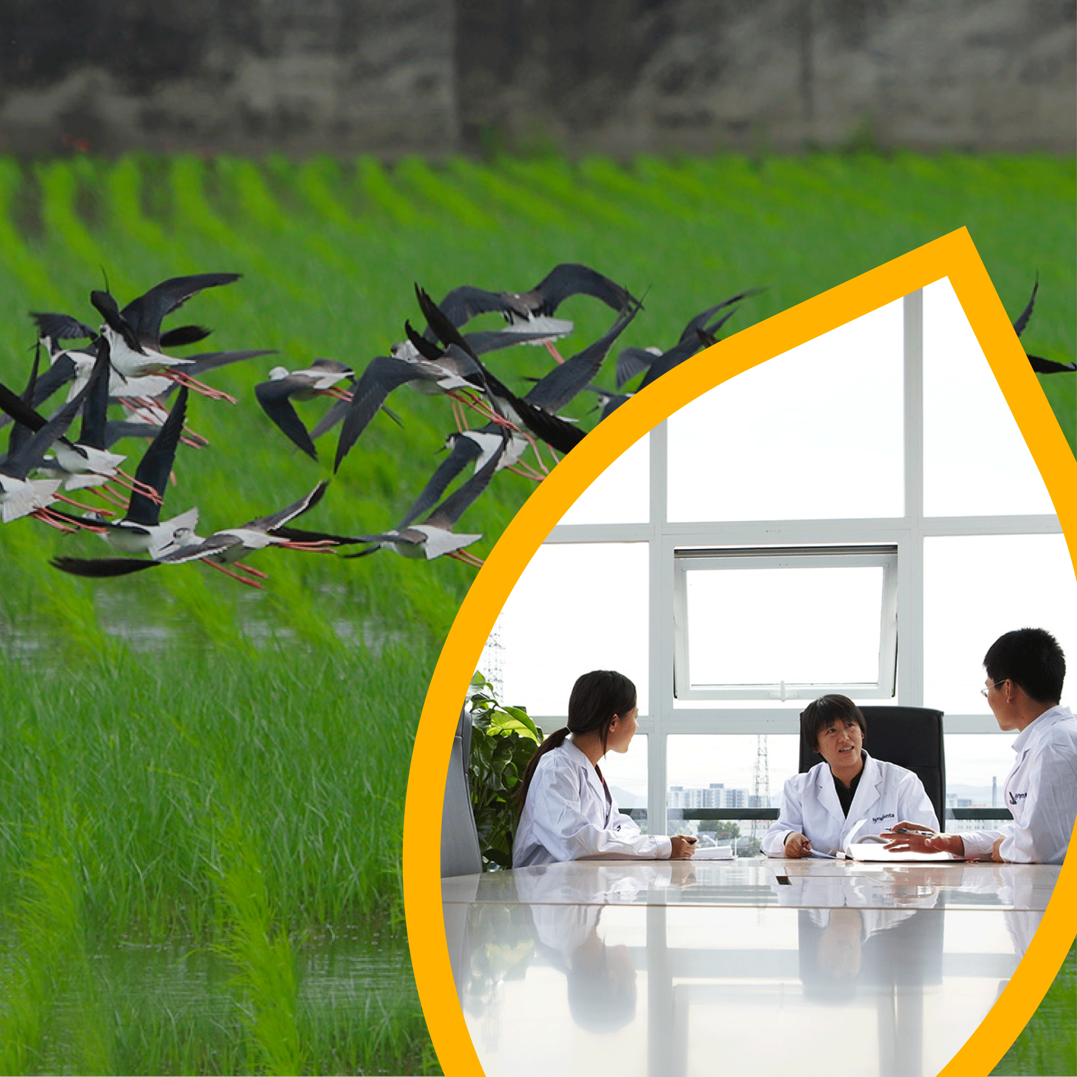 Seeking: Bird repellents for crops - yet2