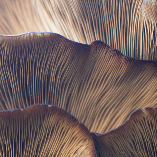 Seeking: Fungal Strain Development for Food Fermentation - yet2