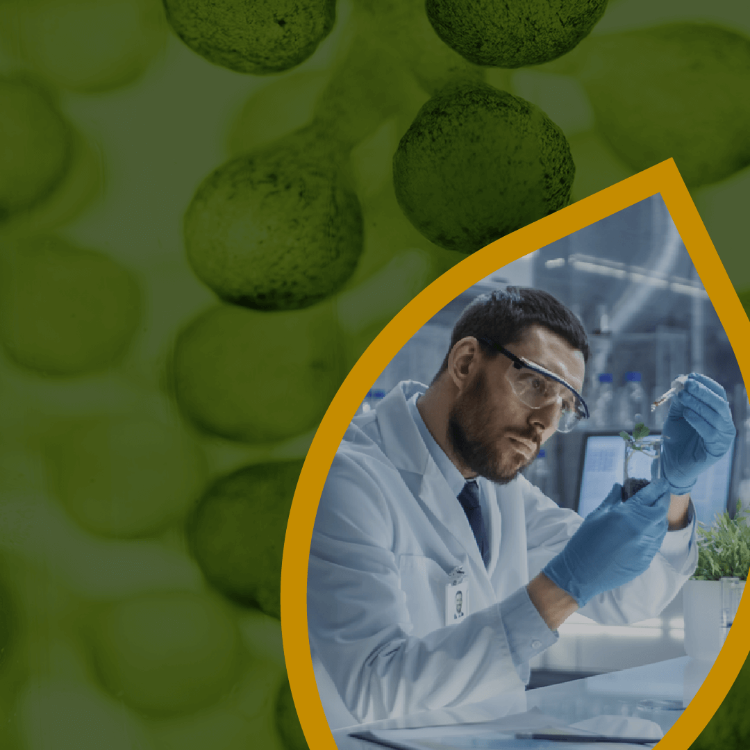 Seeking: Novel microalgae strains, extracts, and byproducts for agriculture - yet2