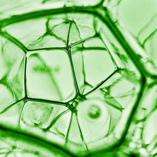 Seeking: Alternative Sustainable Polysaccharide Sources - yet2