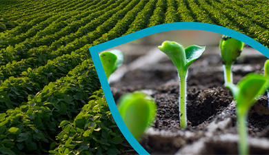 Syngenta Group Launches “Shoots by Syngenta” Platform - yet2