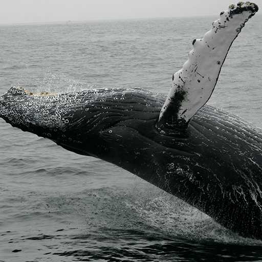 Seeking: Solutions for North Atlantic Right Whale Detection and Avoidance - yet2