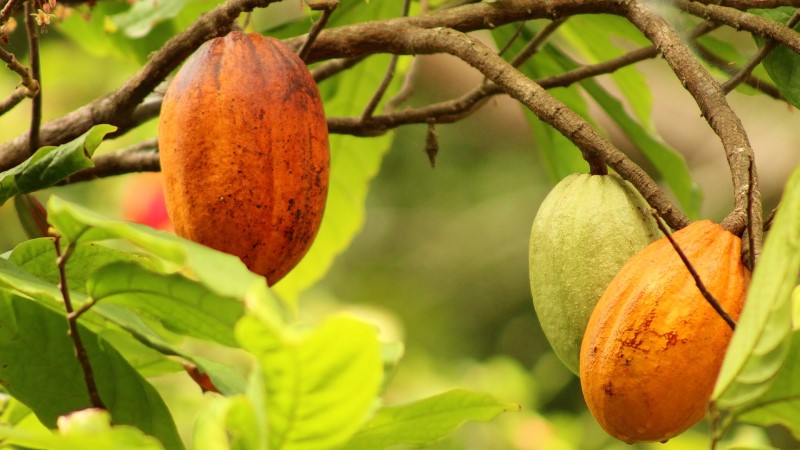 Mondelēz Seeking: Technologies for high-throughput phenotyping of cocoa ...